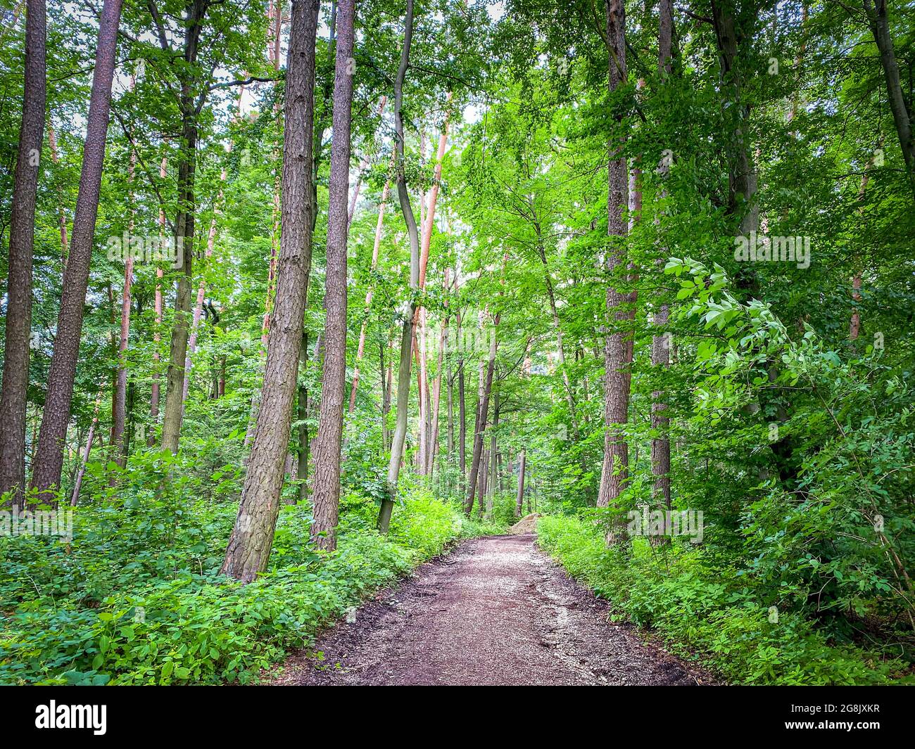 Bavarian Forest during summer time Stock Photo - Alamy
