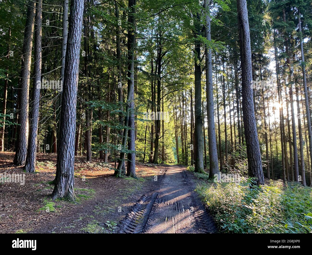 Bavarian Forest during summer time Stock Photo - Alamy