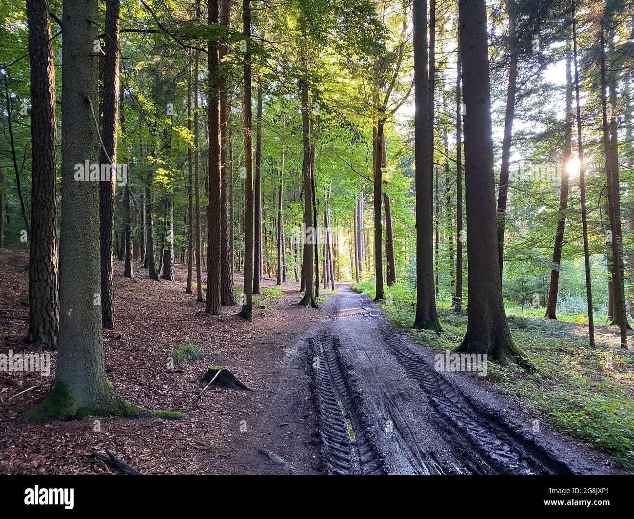 Bavarian Forest during summer time Stock Photo - Alamy
