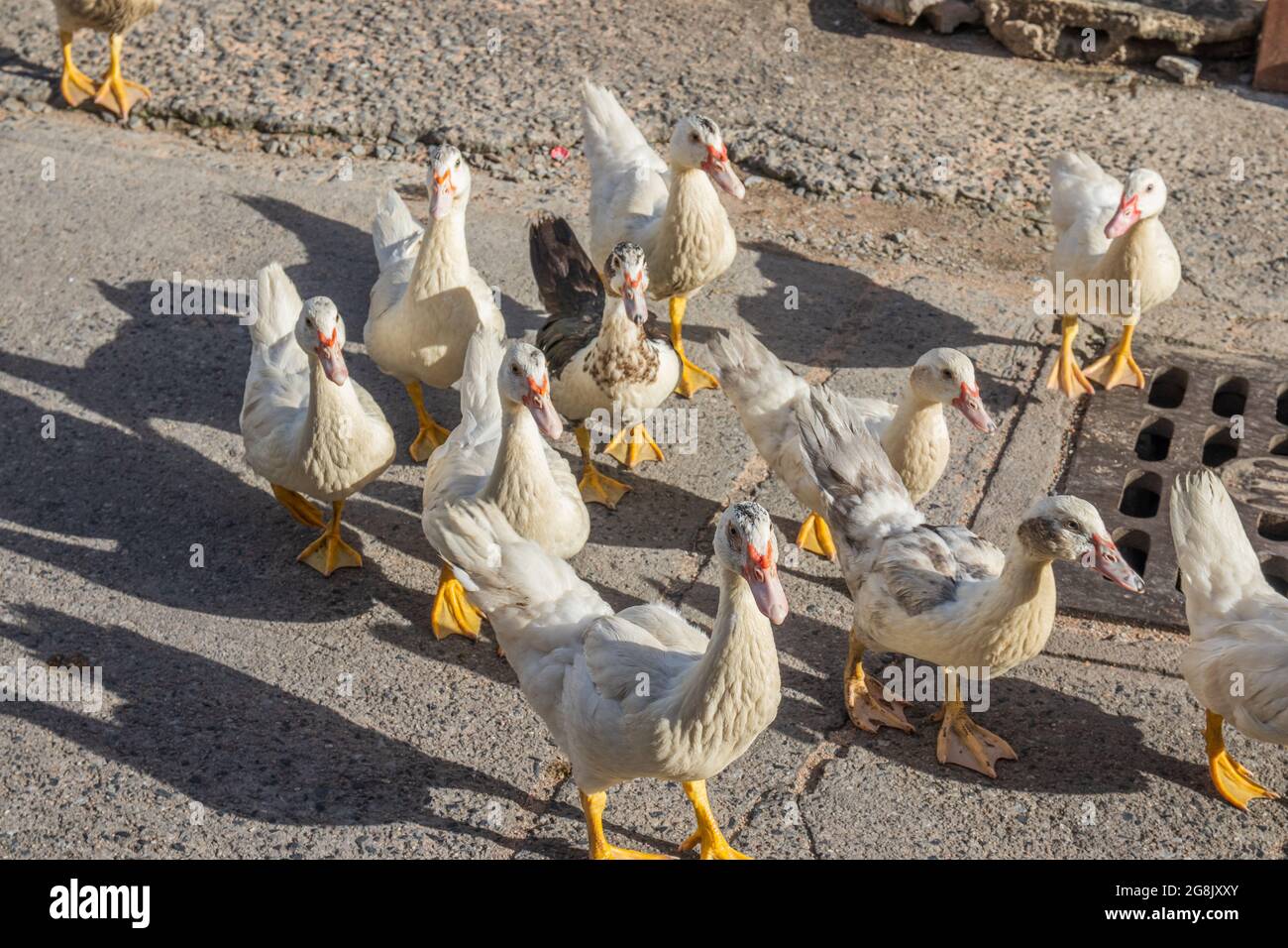 white house ducks in the street Stock Photo - Alamy