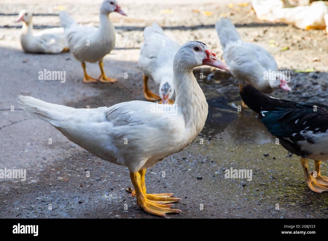 white house ducks in the street Stock Photo - Alamy