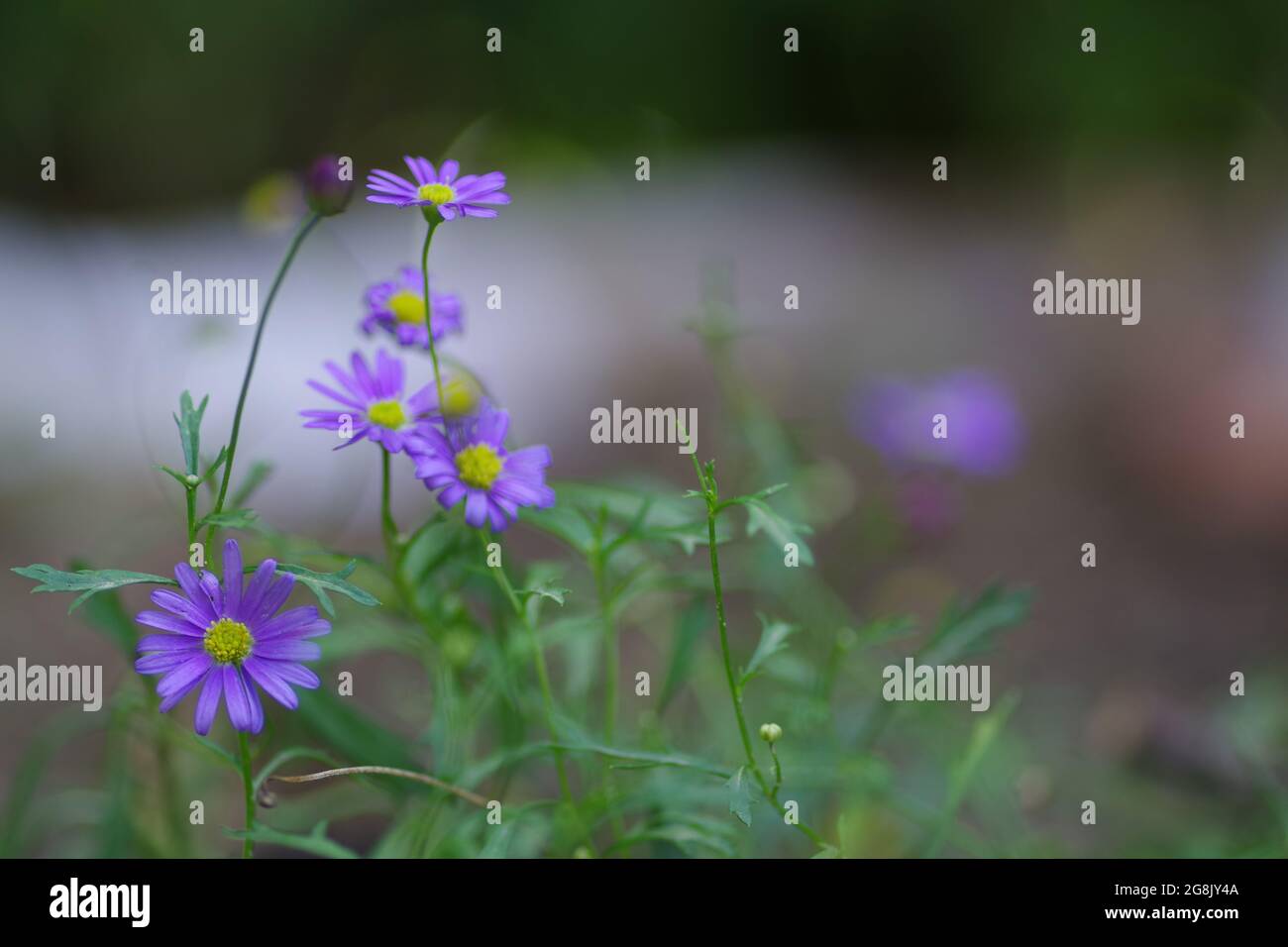 Close up of small group of Aster amellus with its purple flowers Stock ...