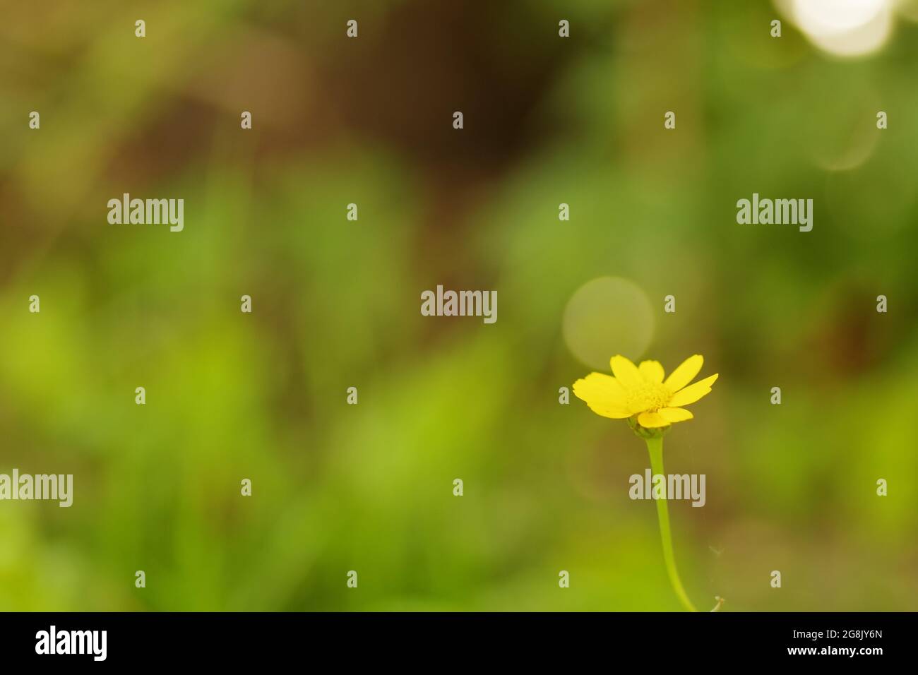 Anacyclus radiatus loisel hi-res stock photography and images - Alamy