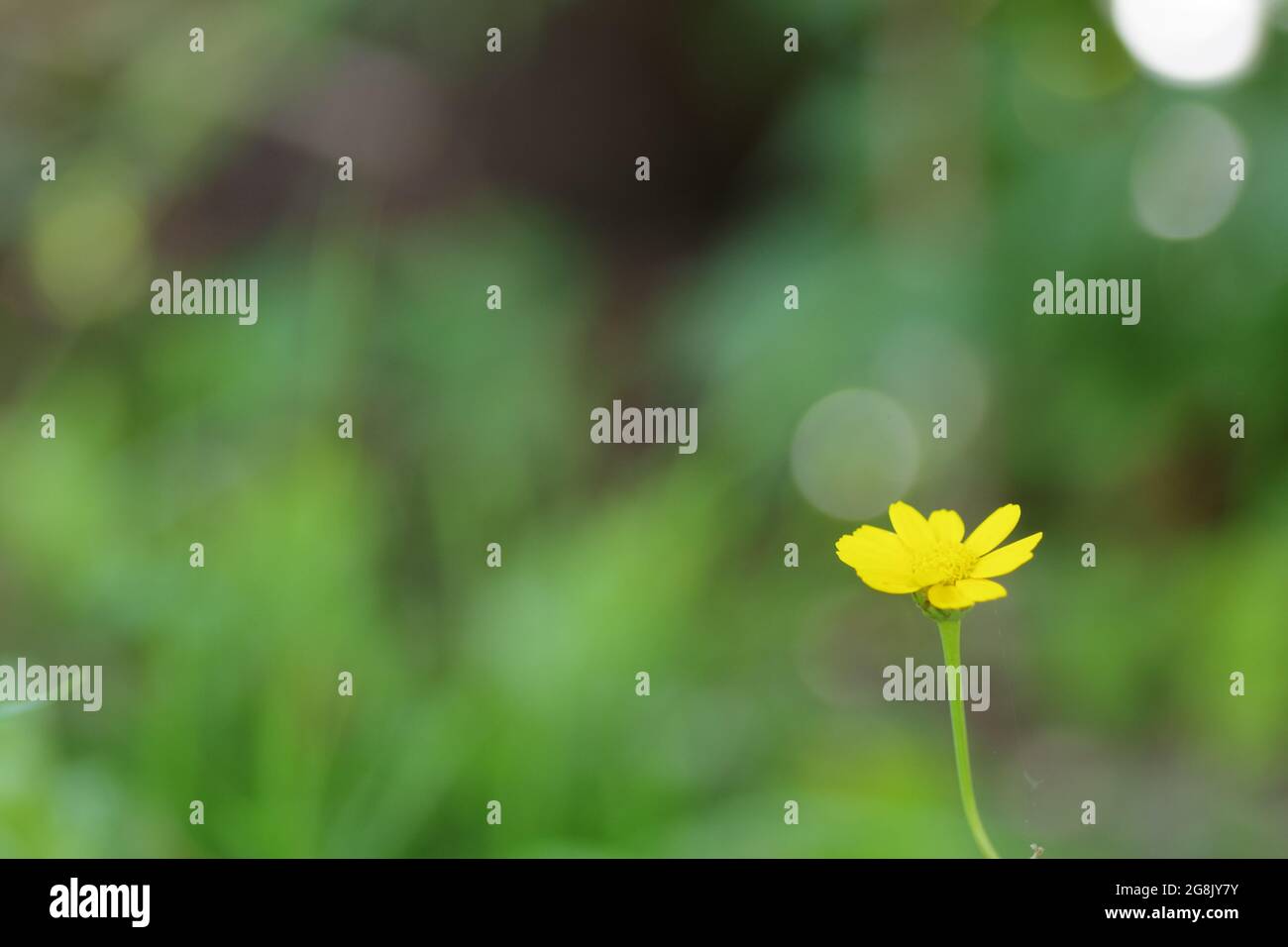Anacyclus radiatus loisel hi-res stock photography and images - Alamy