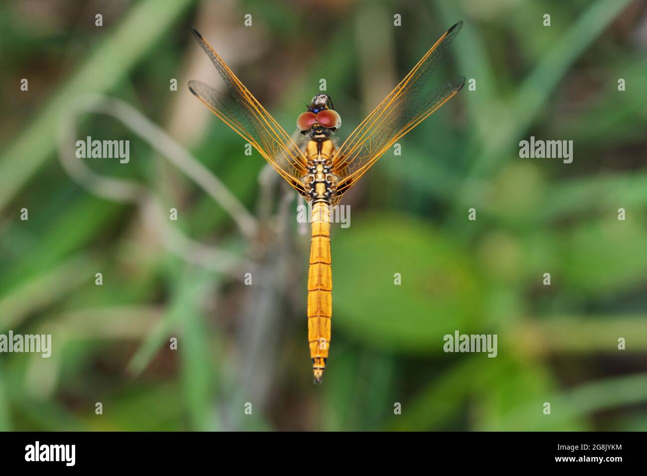 Common marsh glider, Trithemis aurora, Scoopwing moth, Phazaca ...