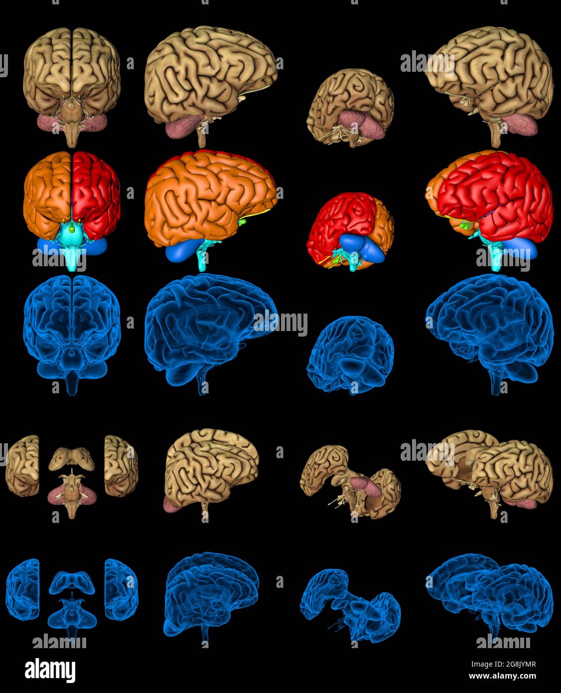 Set of isolated brain renders - whole and split with xray examination ...
