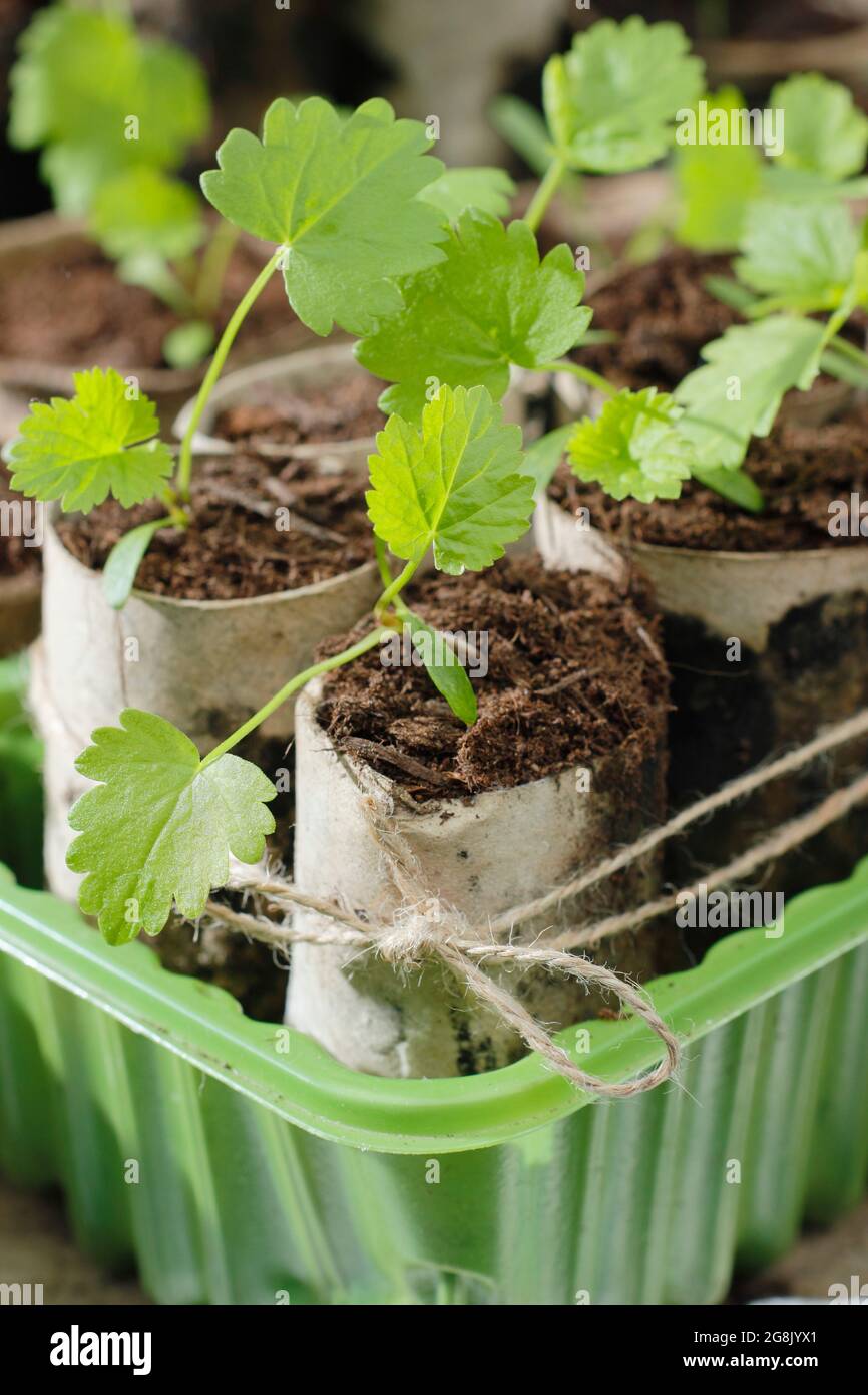 Parsnip seedlings grown from seed in toilet roll tubes to aid ...