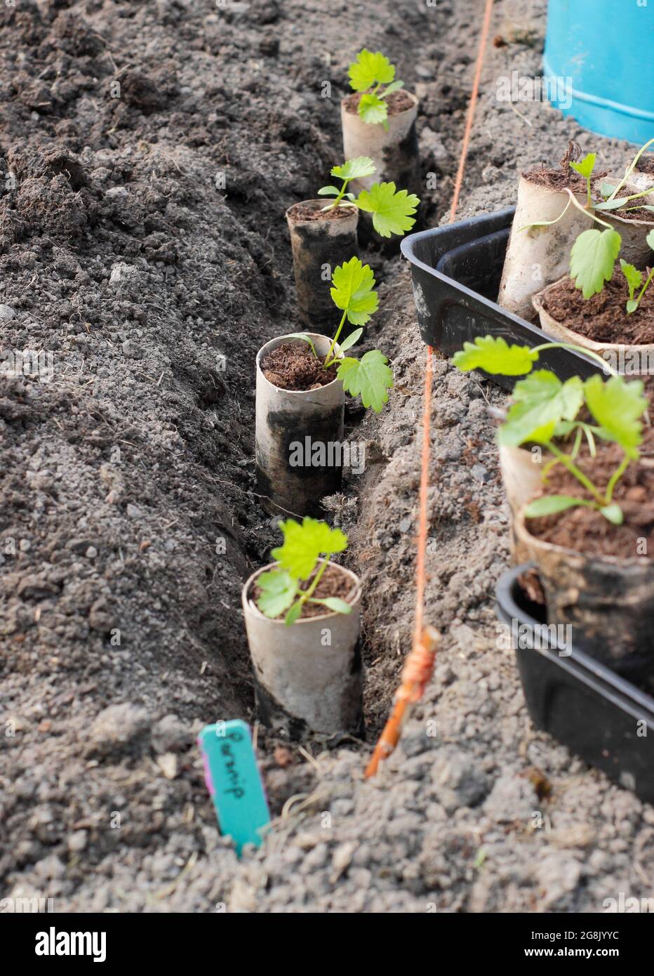 Planting out parsnip seedlings that were grown from seed in toilet roll ...