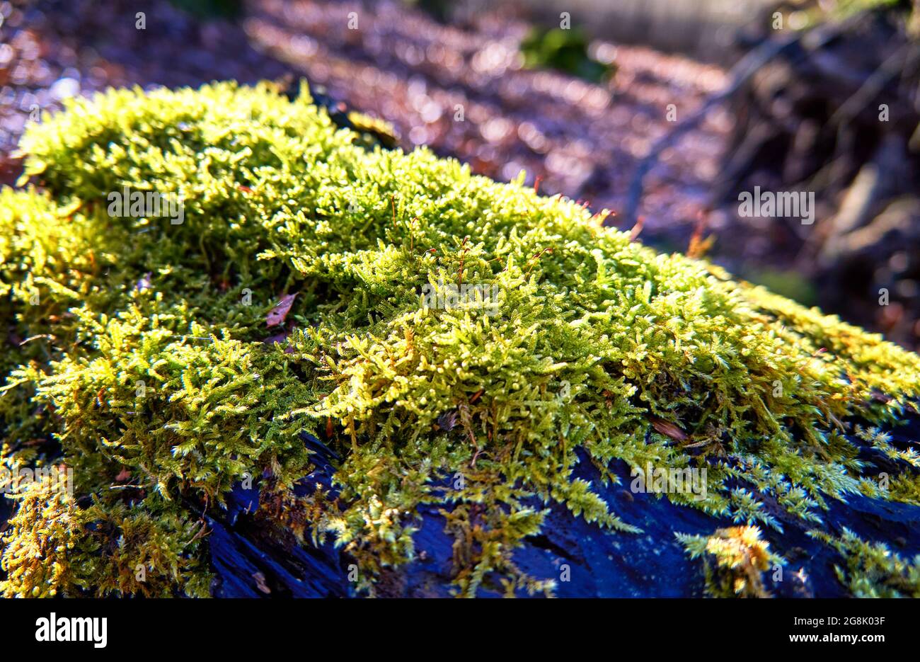 Nature background of light green moss and blurred wood Stock Photo - Alamy