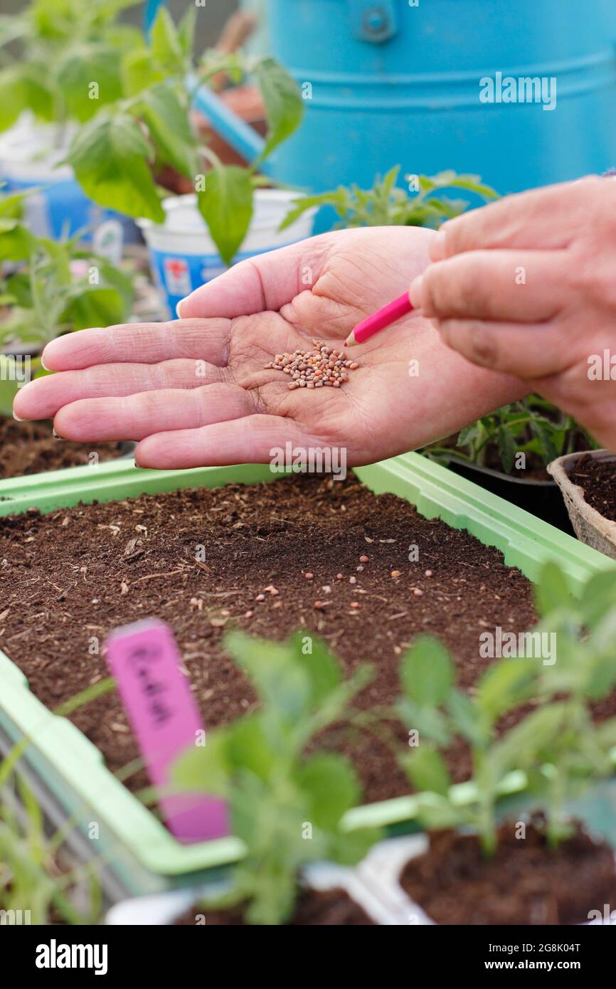 Starting off radish seeds in a tray - Raphanus sativus Rainbow mix. UK ...