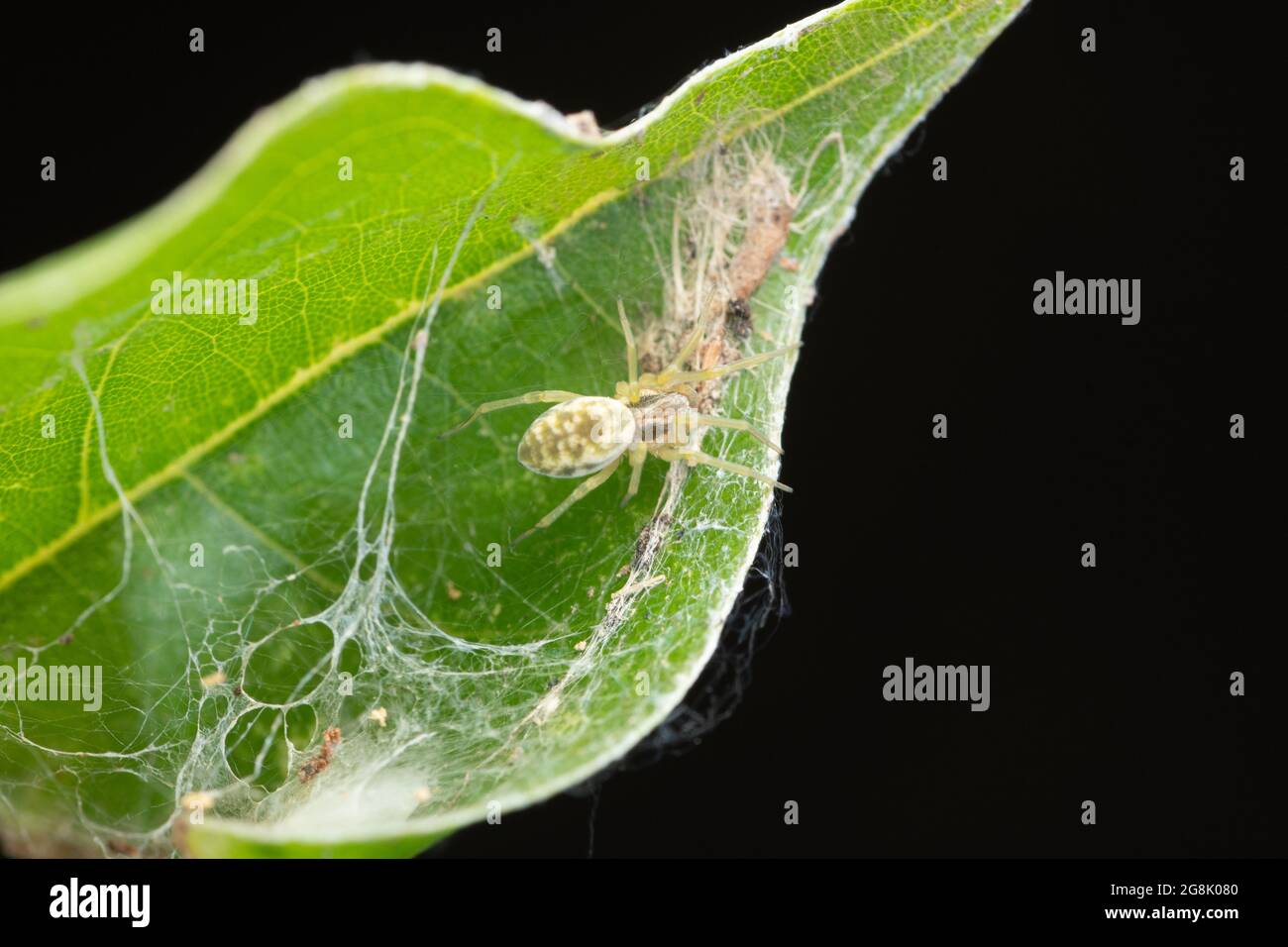 Green spider, Nigma walckenaeri, Satara, Maharashtra, India Stock Photo ...