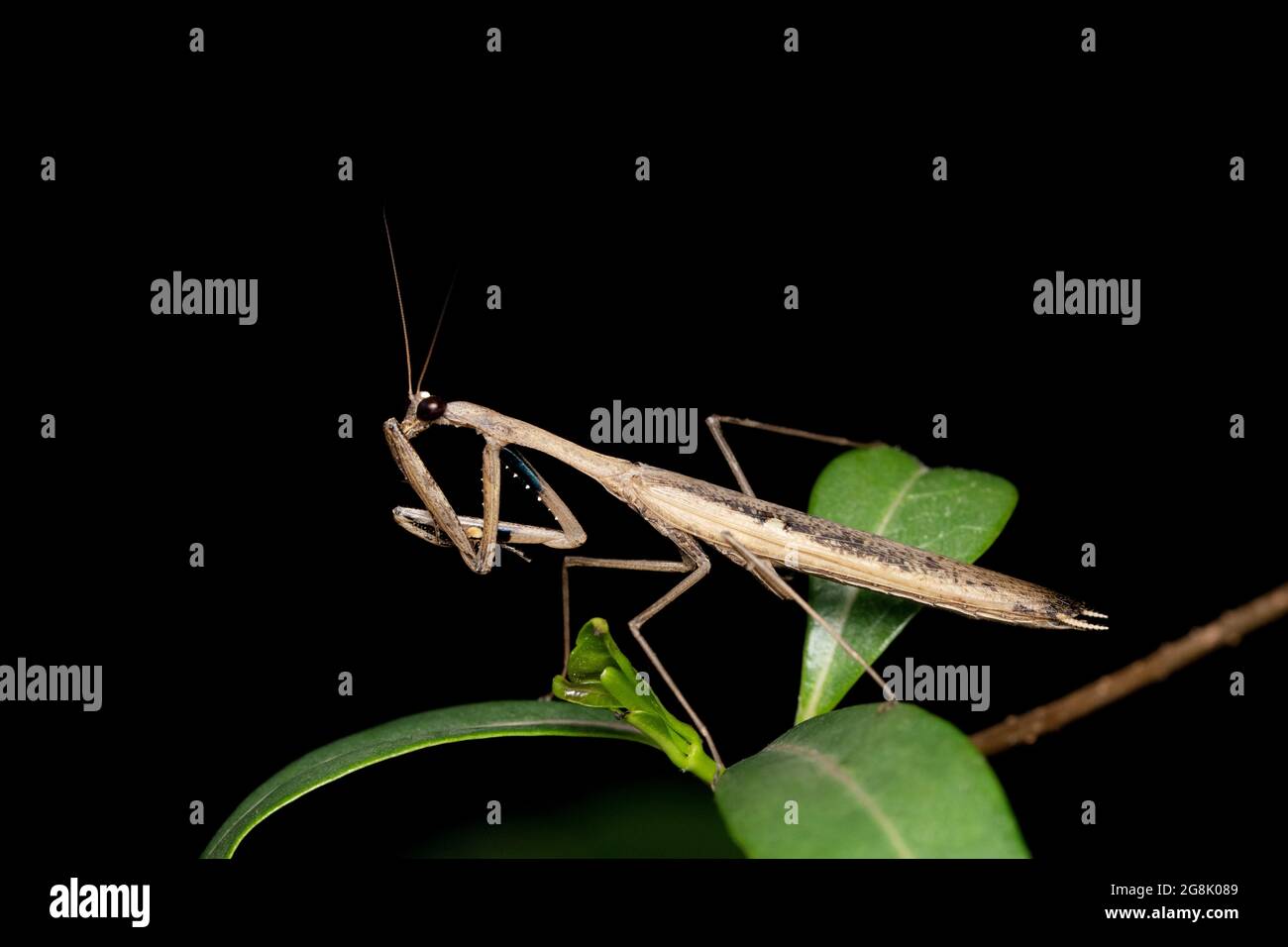 Lateral of Brown mantis, Statilia maculata, Satara, Maharashtra, India ...