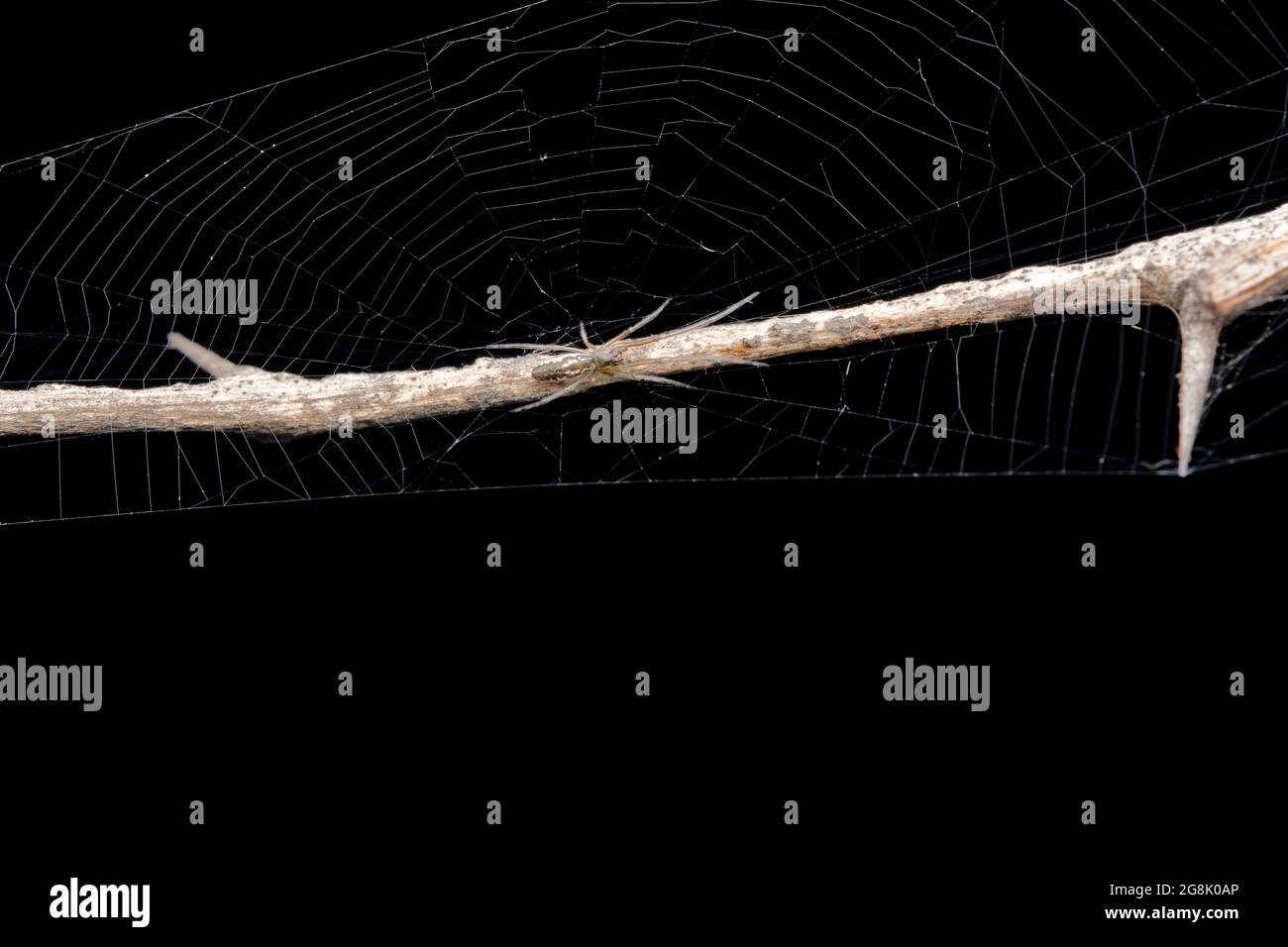 Tetragnatha javana hi-res stock photography and images - Alamy