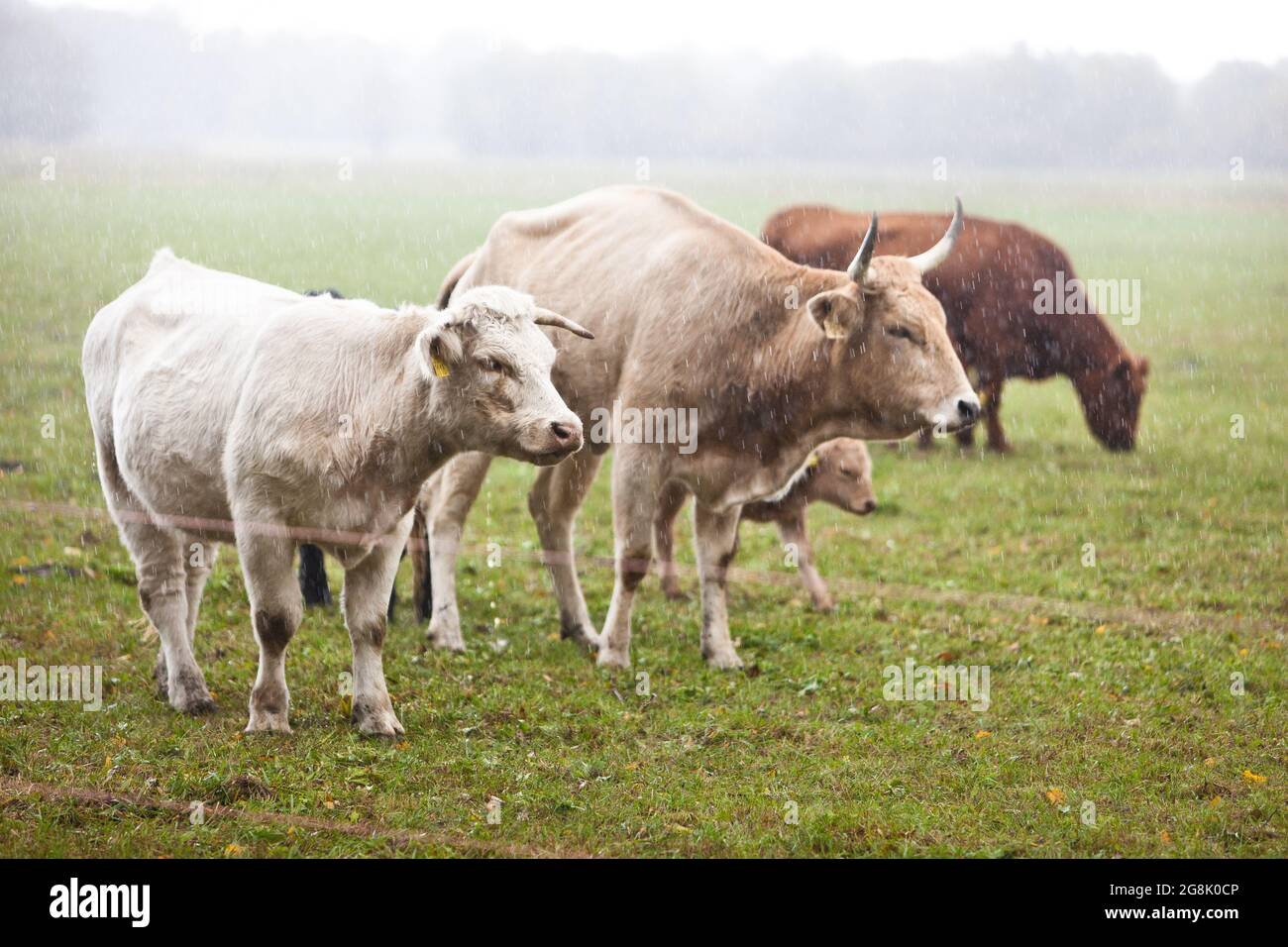 Cows, cattle grazing in the rain in a pasture. Domestic animals on a ...