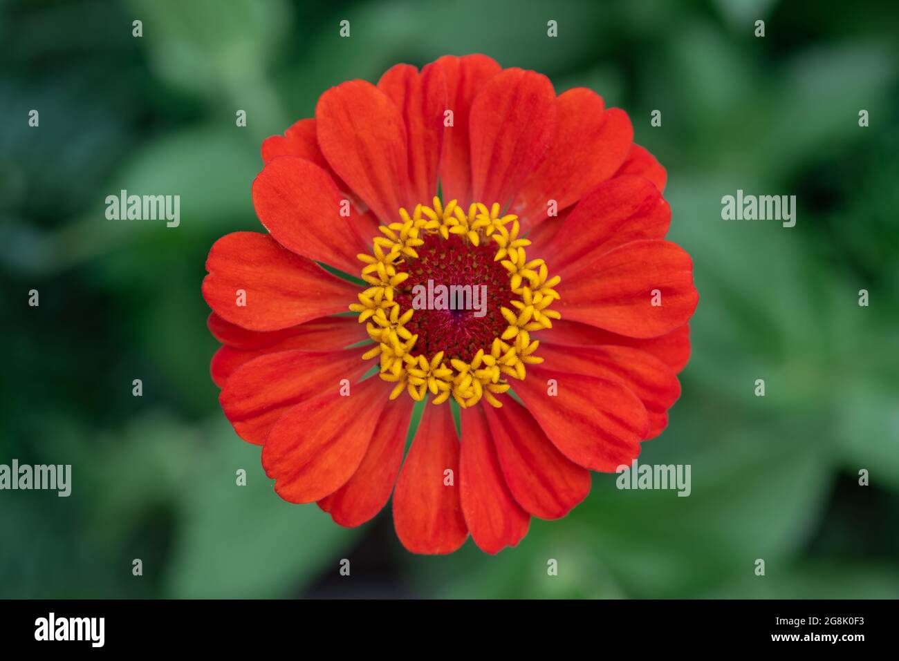 Bright red zinnia flower on the flower bed top view, ease plants for ...