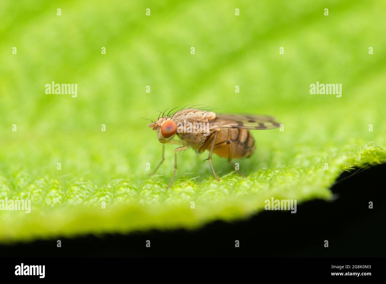 Pollen fly, Drosophila busckii, Satara, Maharashtra, India Stock Photo ...