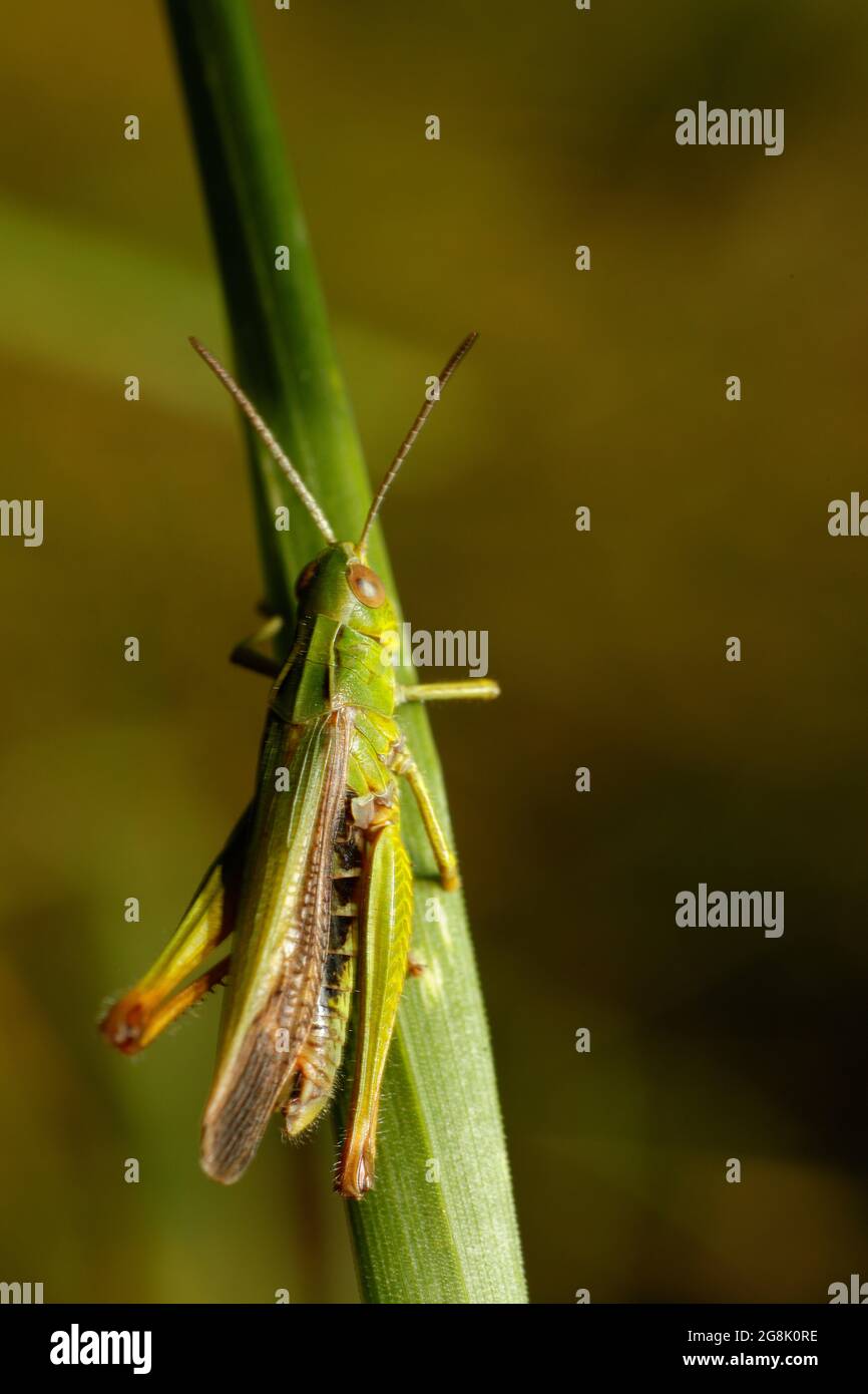 Spiracle grasshopper hi-res stock photography and images - Alamy