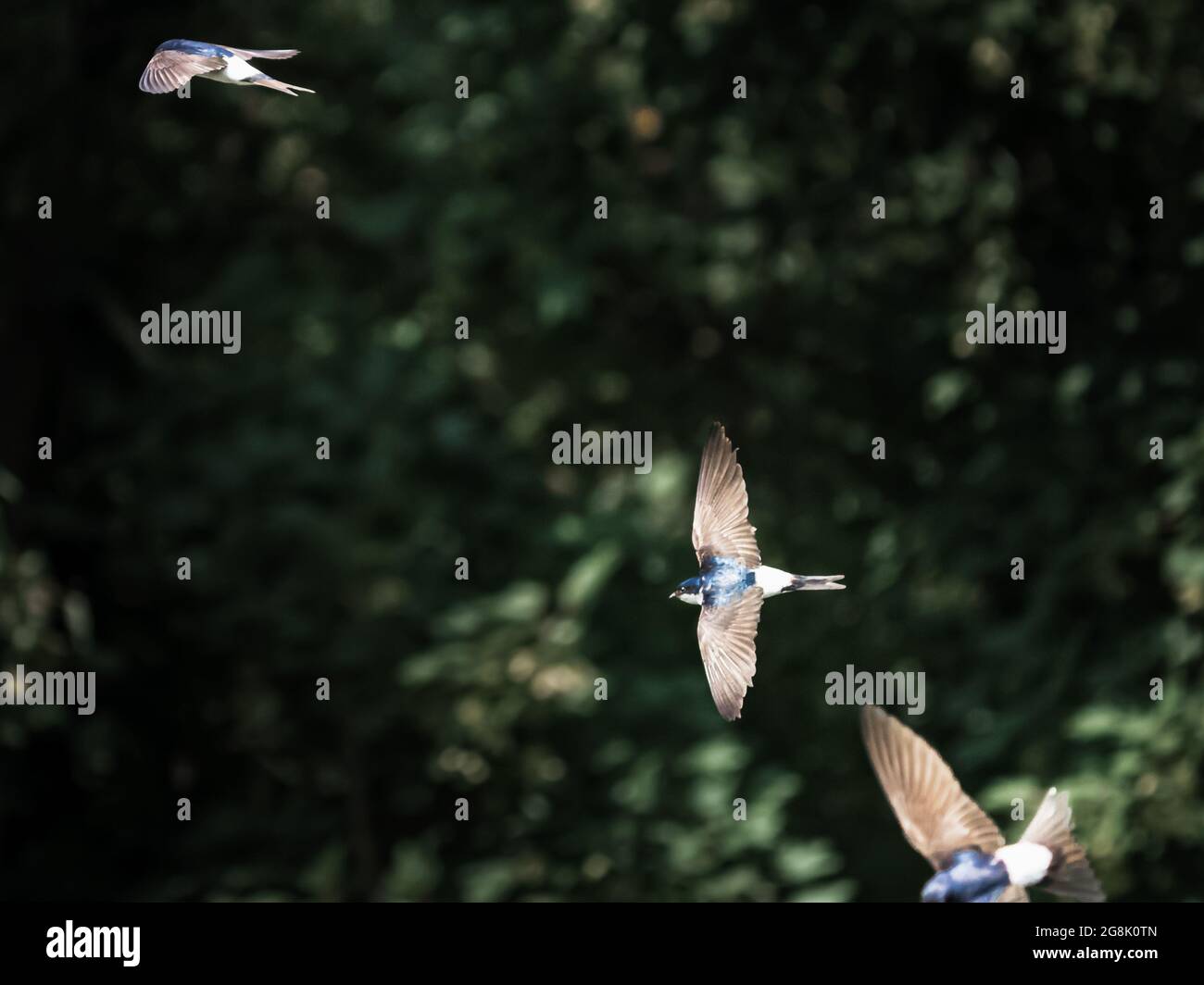 Three swallows in flight before trees Stock Photo - Alamy