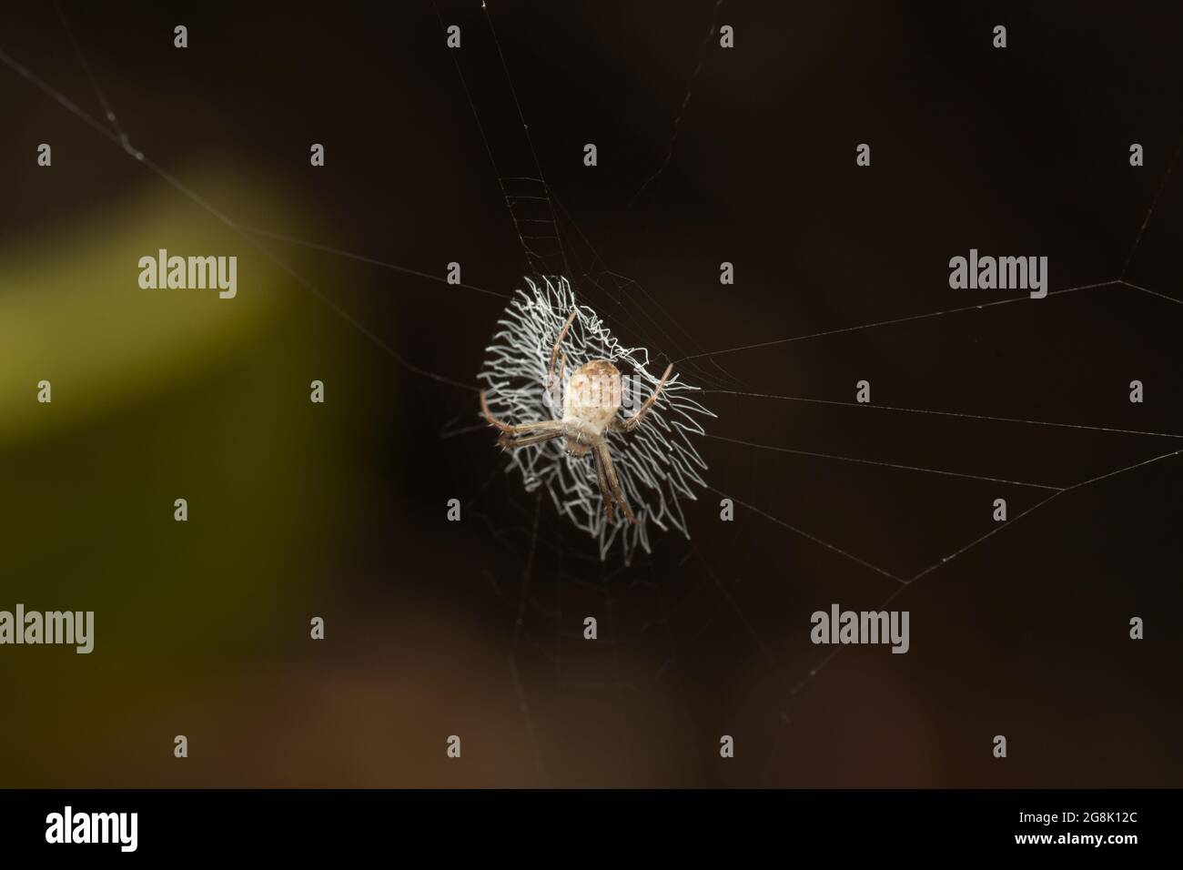 Indian spider species hi-res stock photography and images - Alamy