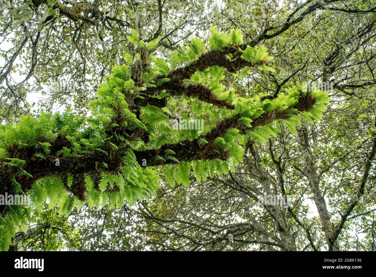 Fern grown on the old Oak Tree Stock Photo - Alamy