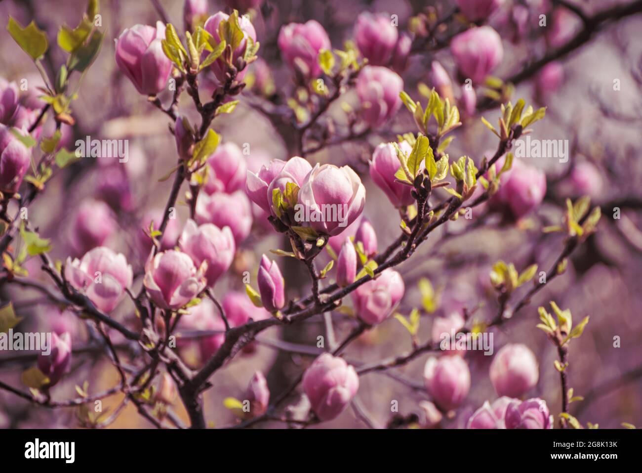 Magnolia spring flowers Stock Photo - Alamy
