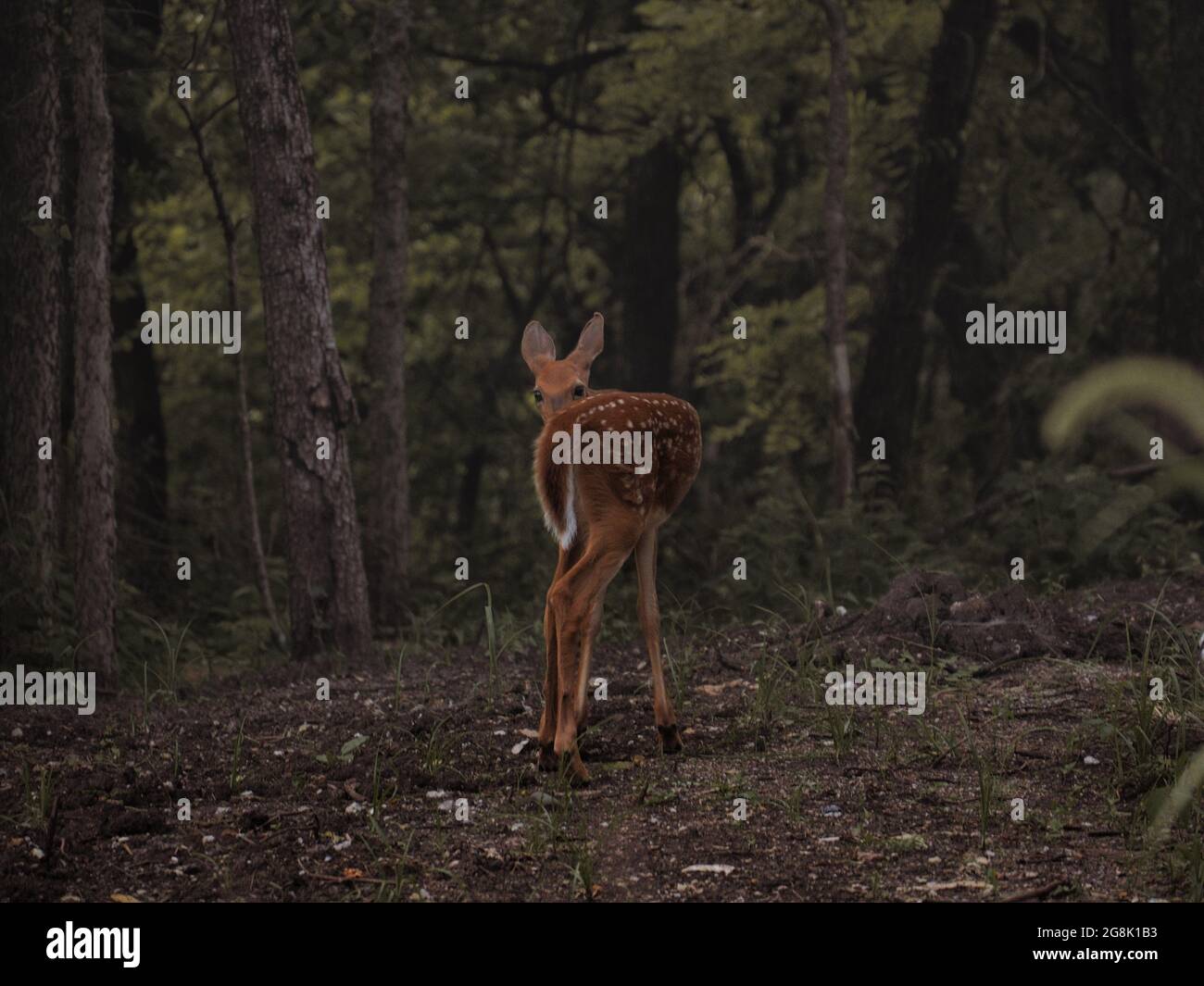Young scared deer in a dark dense forest Stock Photo - Alamy