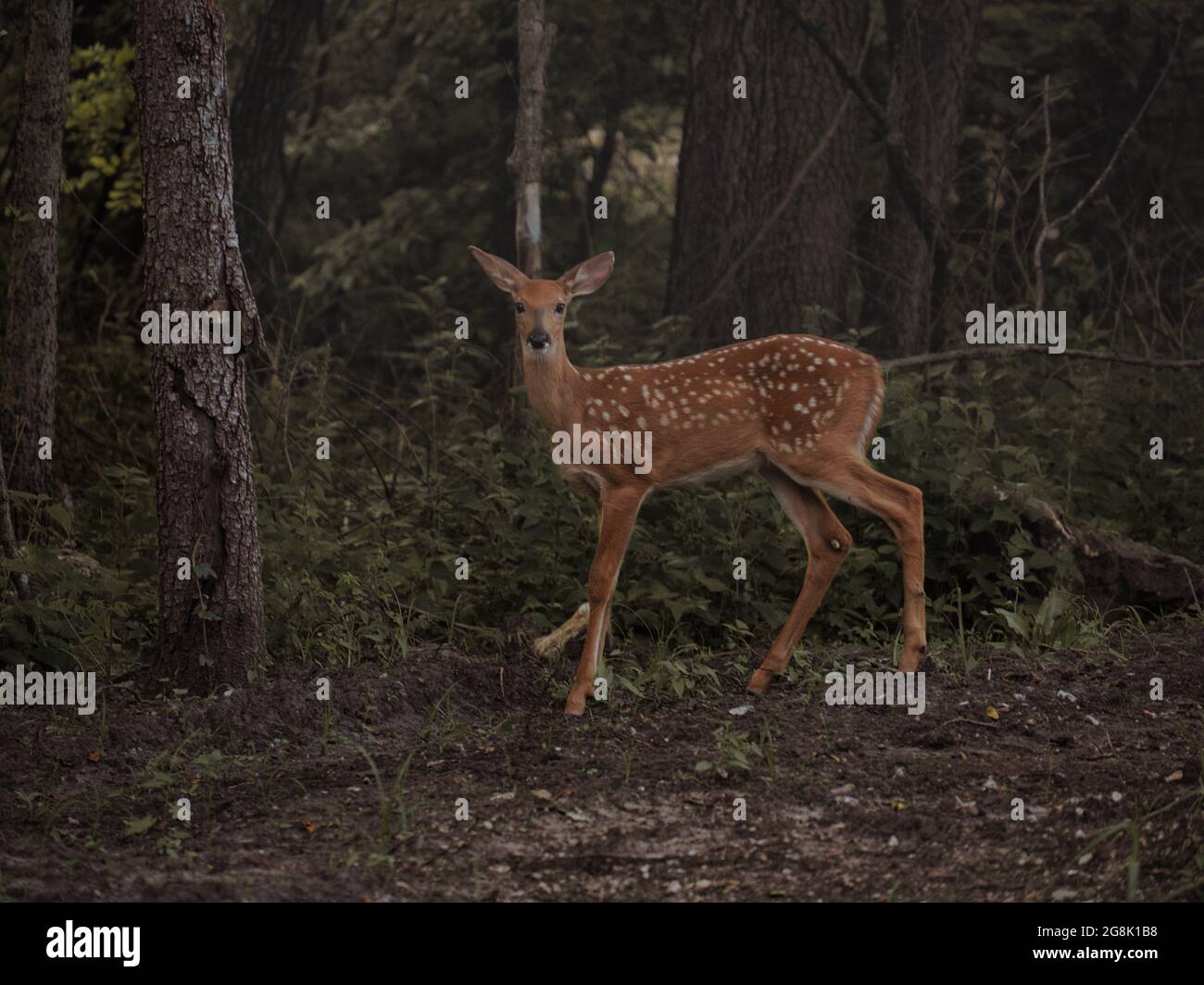 Young scared deer in a dark dense forest Stock Photo - Alamy