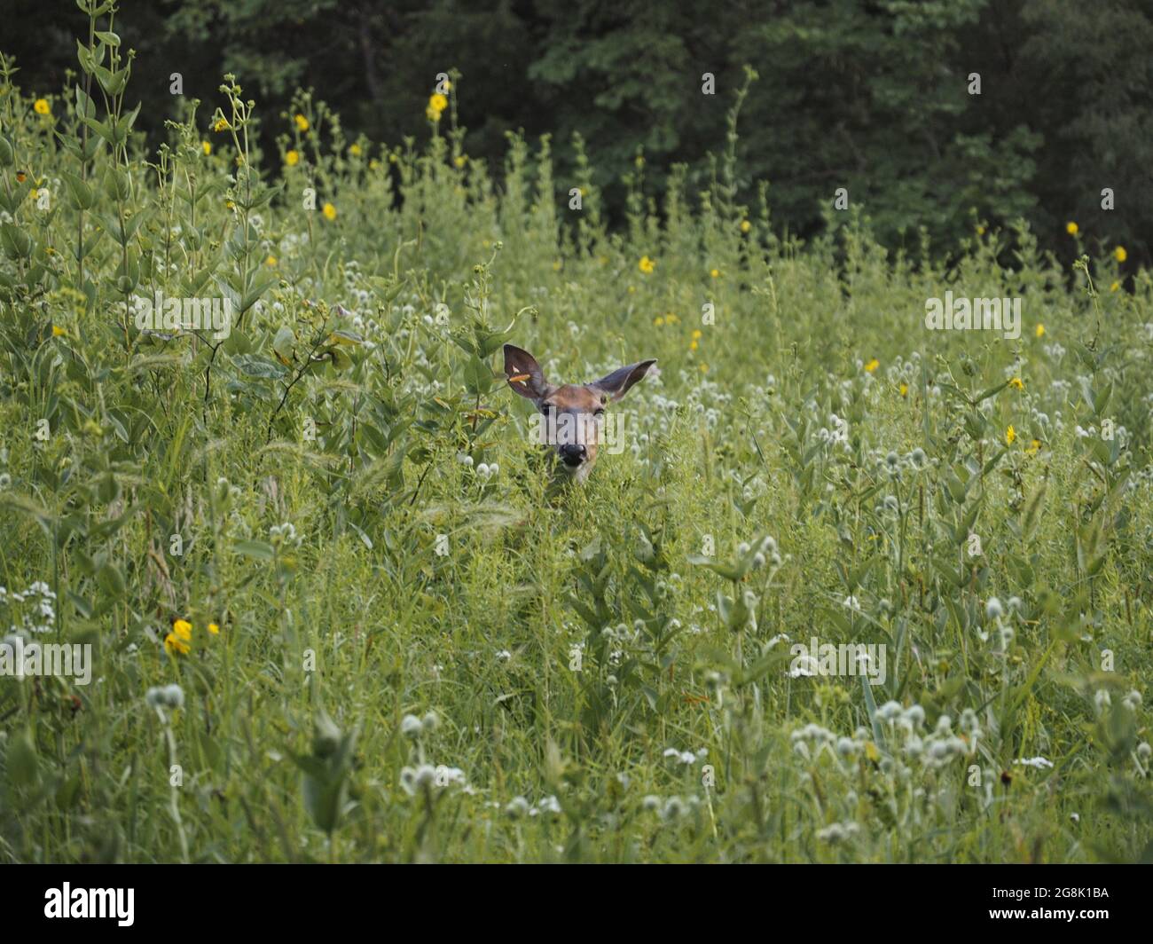 Young scared deer hidden in green grass Stock Photo - Alamy