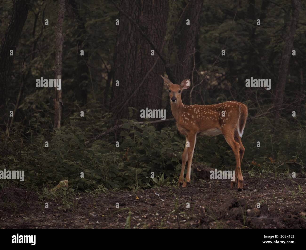 Baby deer scared hi-res stock photography and images - Alamy