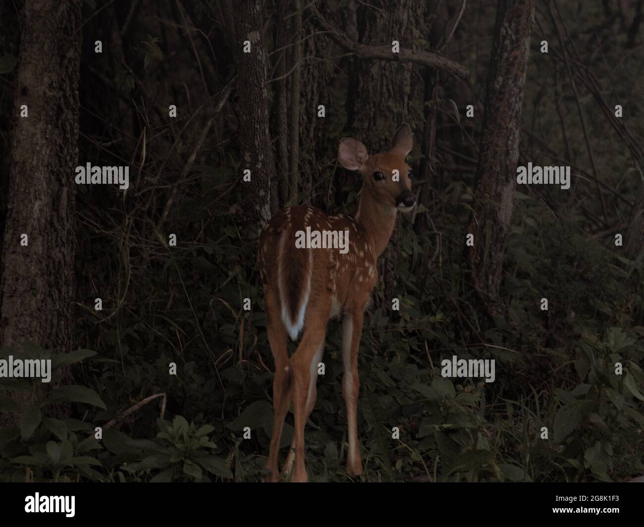 Young scared deer in a dark dense forest Stock Photo - Alamy