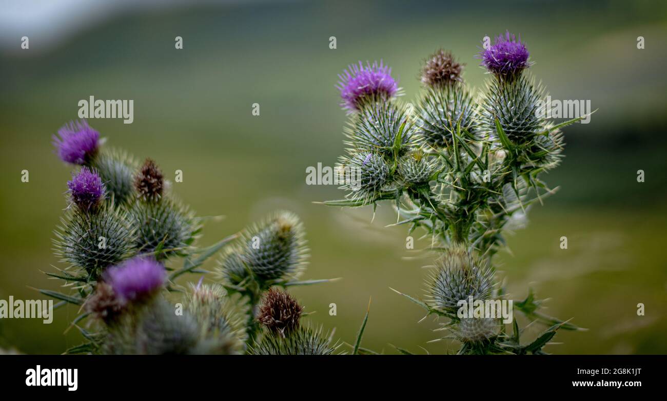 Selective focus shot of exotic prickly flowers captured in Scotland ...