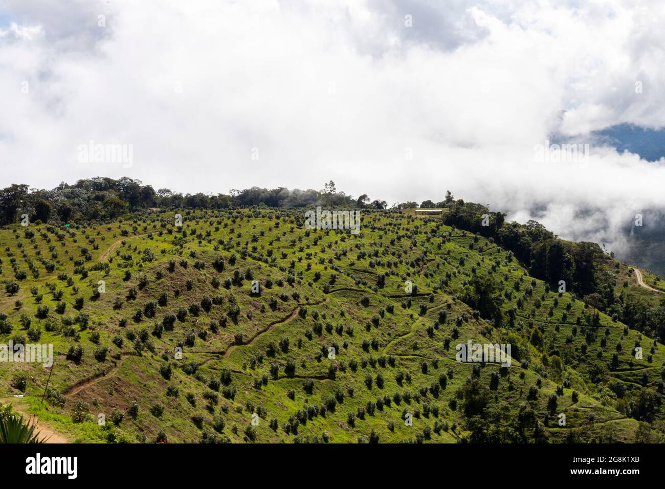 Aerial view of an avocado crop in the mountains of Colombia Stock Photo ...