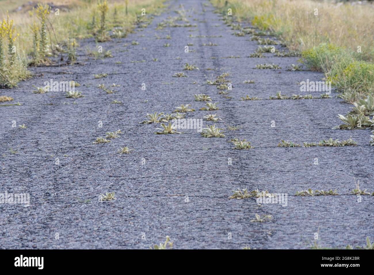 Small plants growing on old asphalt road Stock Photo - Alamy