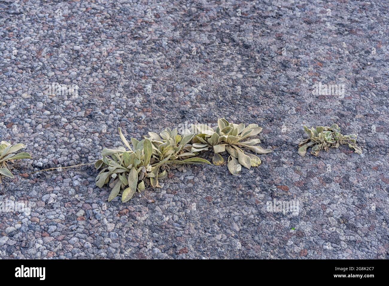 Small plants growing on old asphalt road Stock Photo - Alamy
