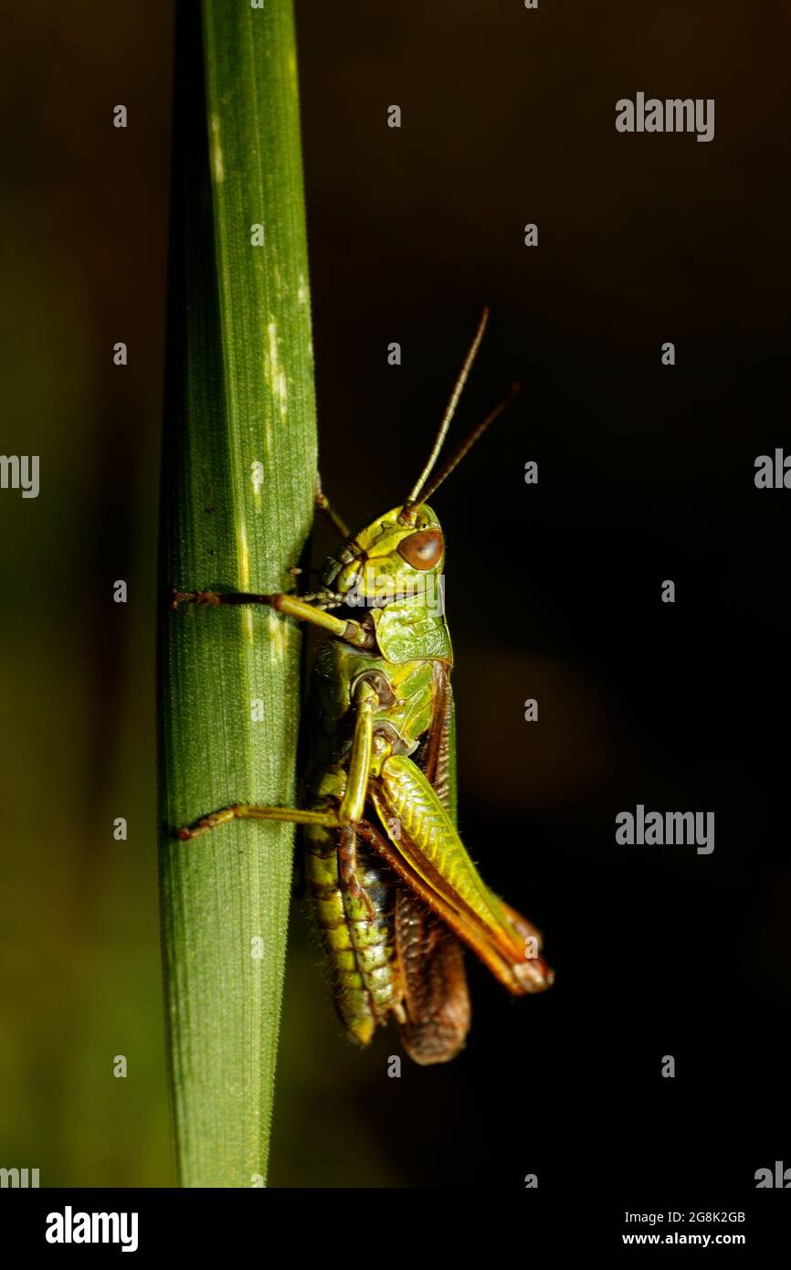 Irish grasshoppers hi-res stock photography and images - Alamy