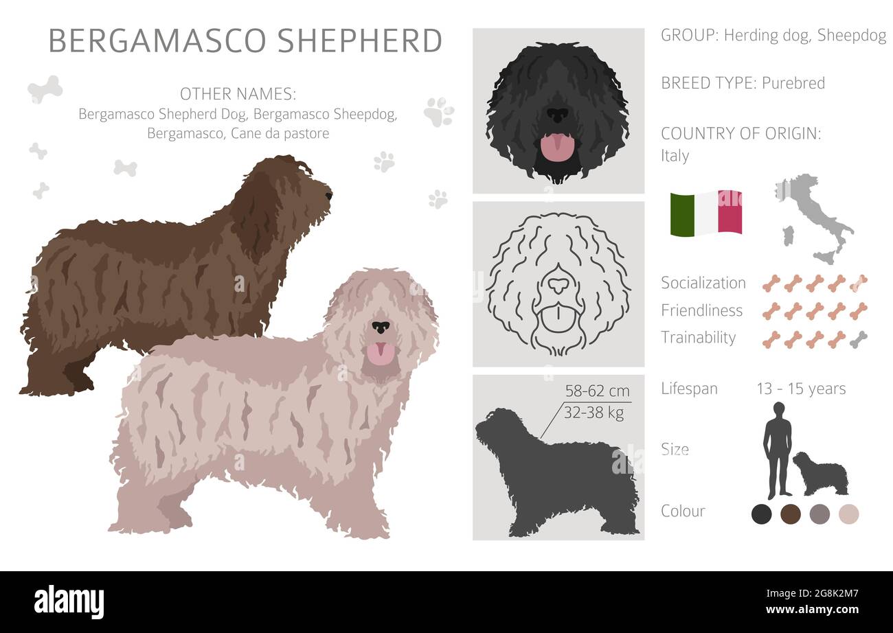 Bergamasco shepherd clipart. Different coat colors and poses set ...