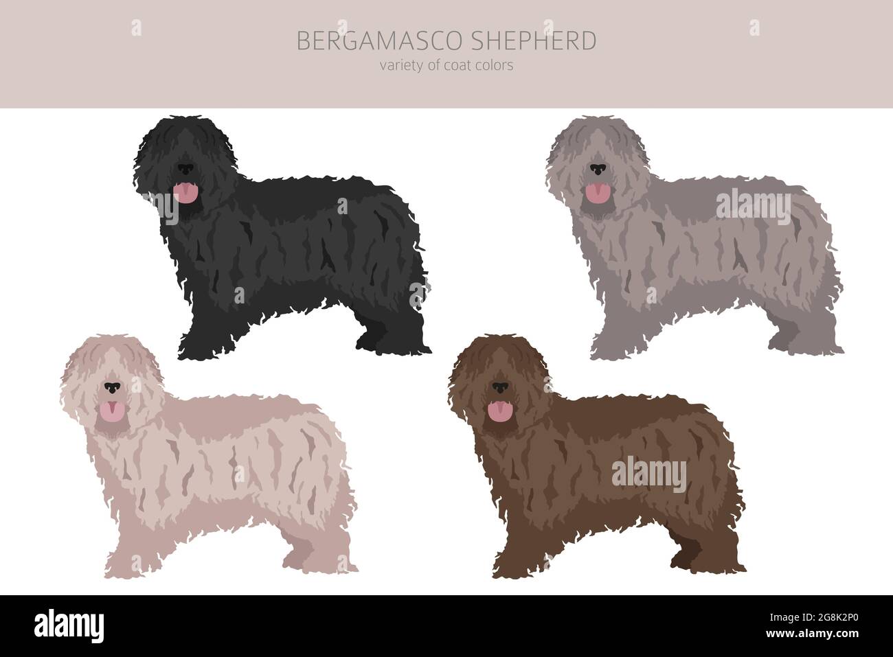 Bergamasco shepherd clipart. Different coat colors and poses set ...