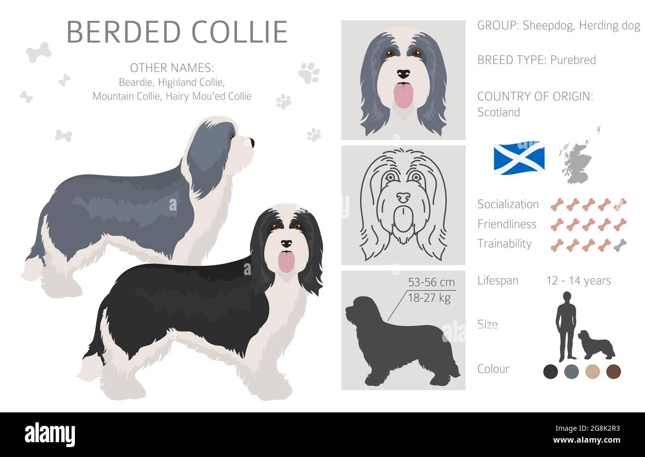 Bearded collie clipart. Different coat colors and poses set. Vector ...