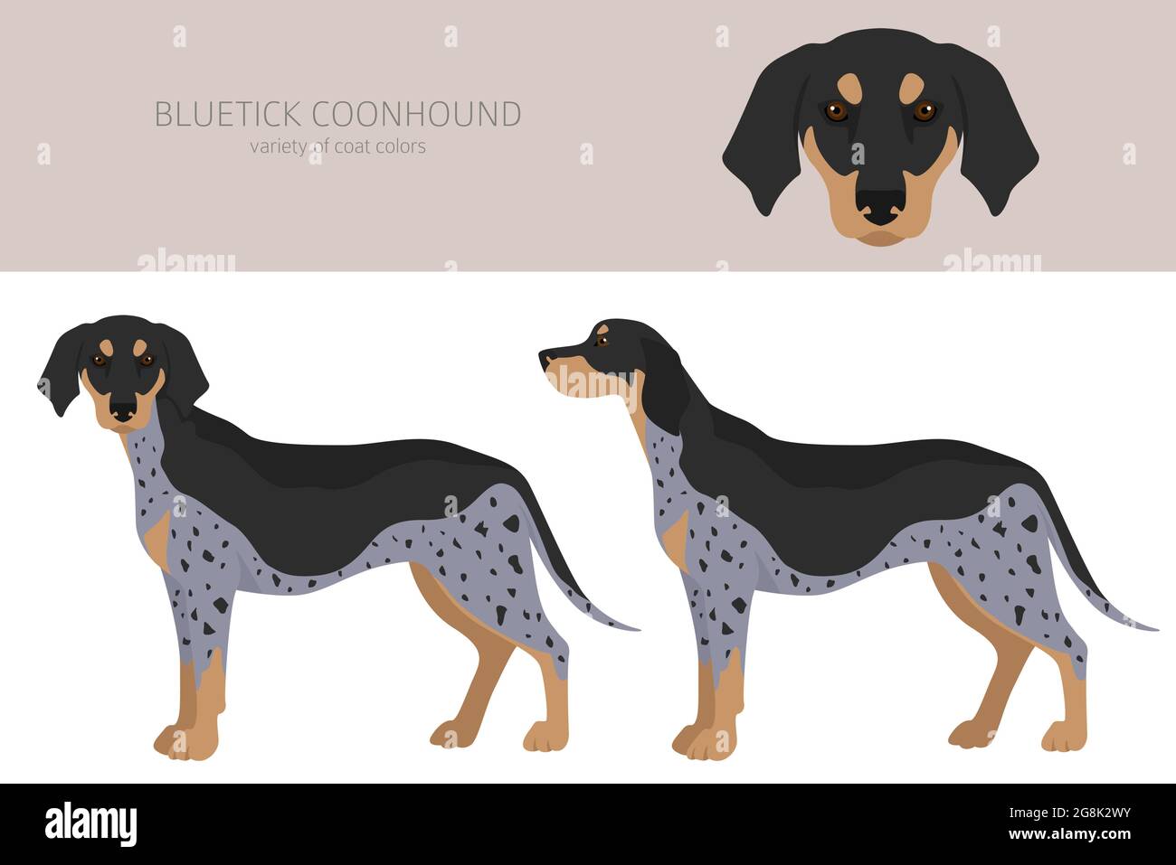 Bluetick coonhound clipart. Different coat colors and poses set. Vector ...