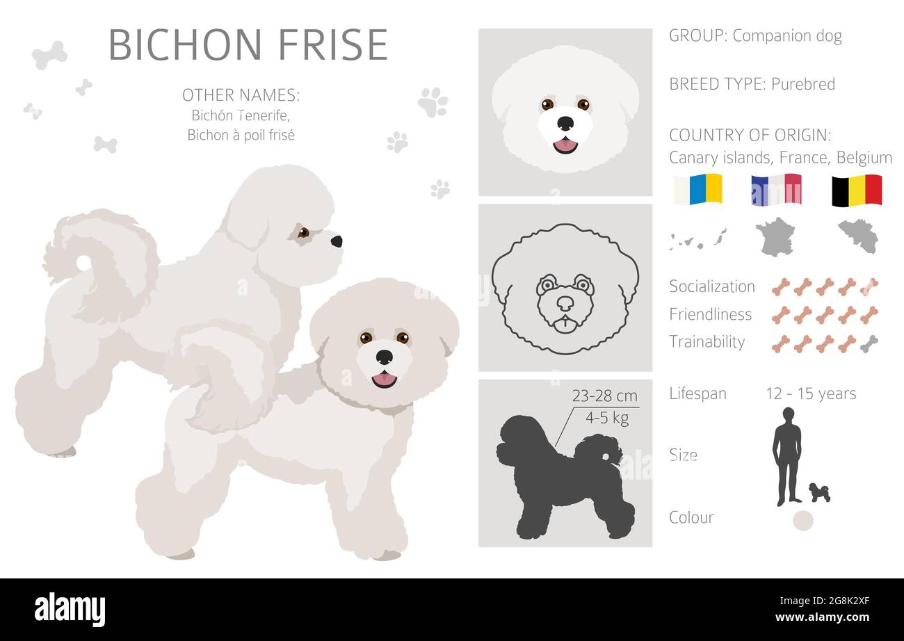 Bichon frise clipart. Different coat colors and poses set. Vector ...