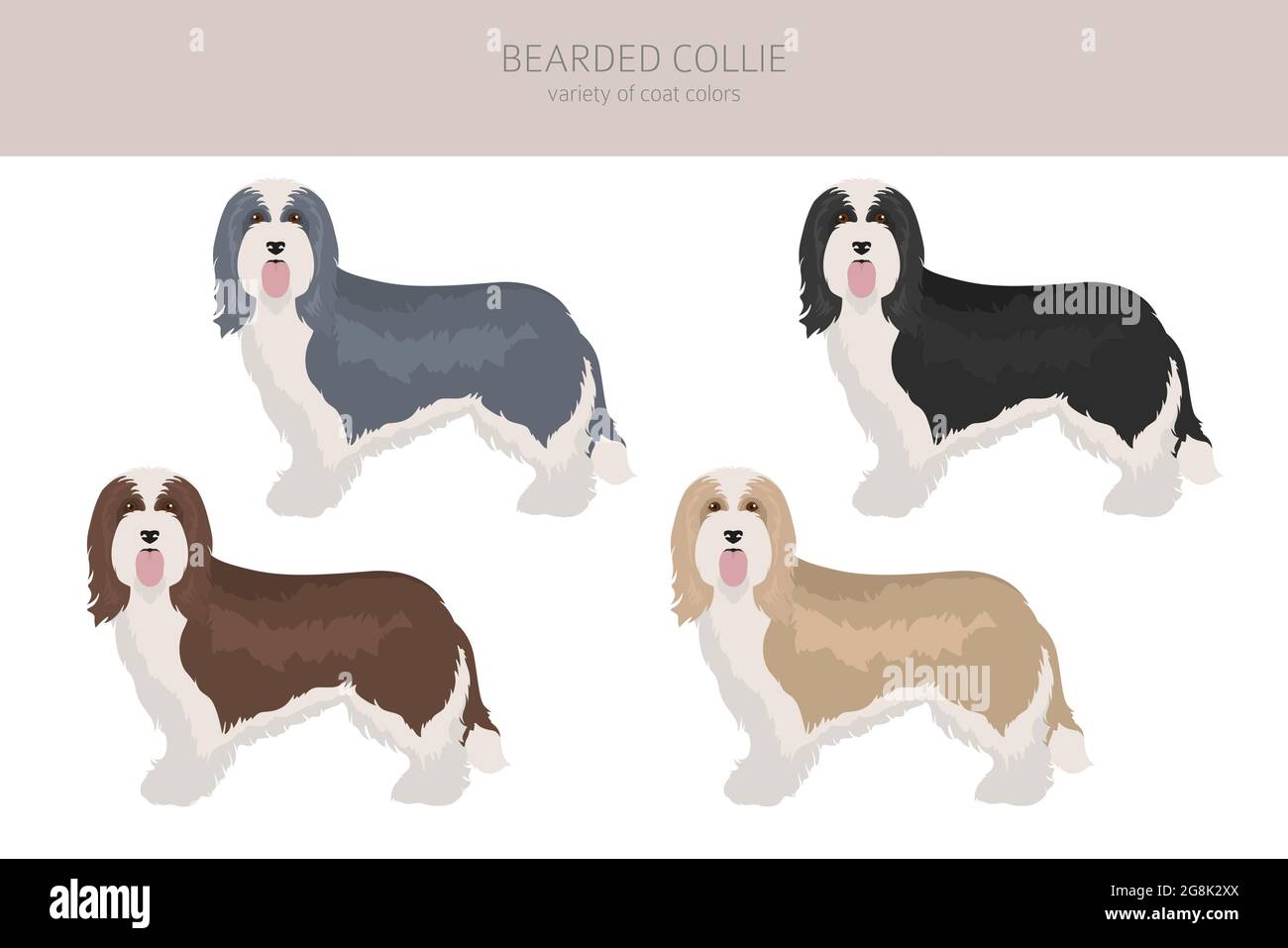 Bearded collie clipart. Different coat colors and poses set. Vector ...