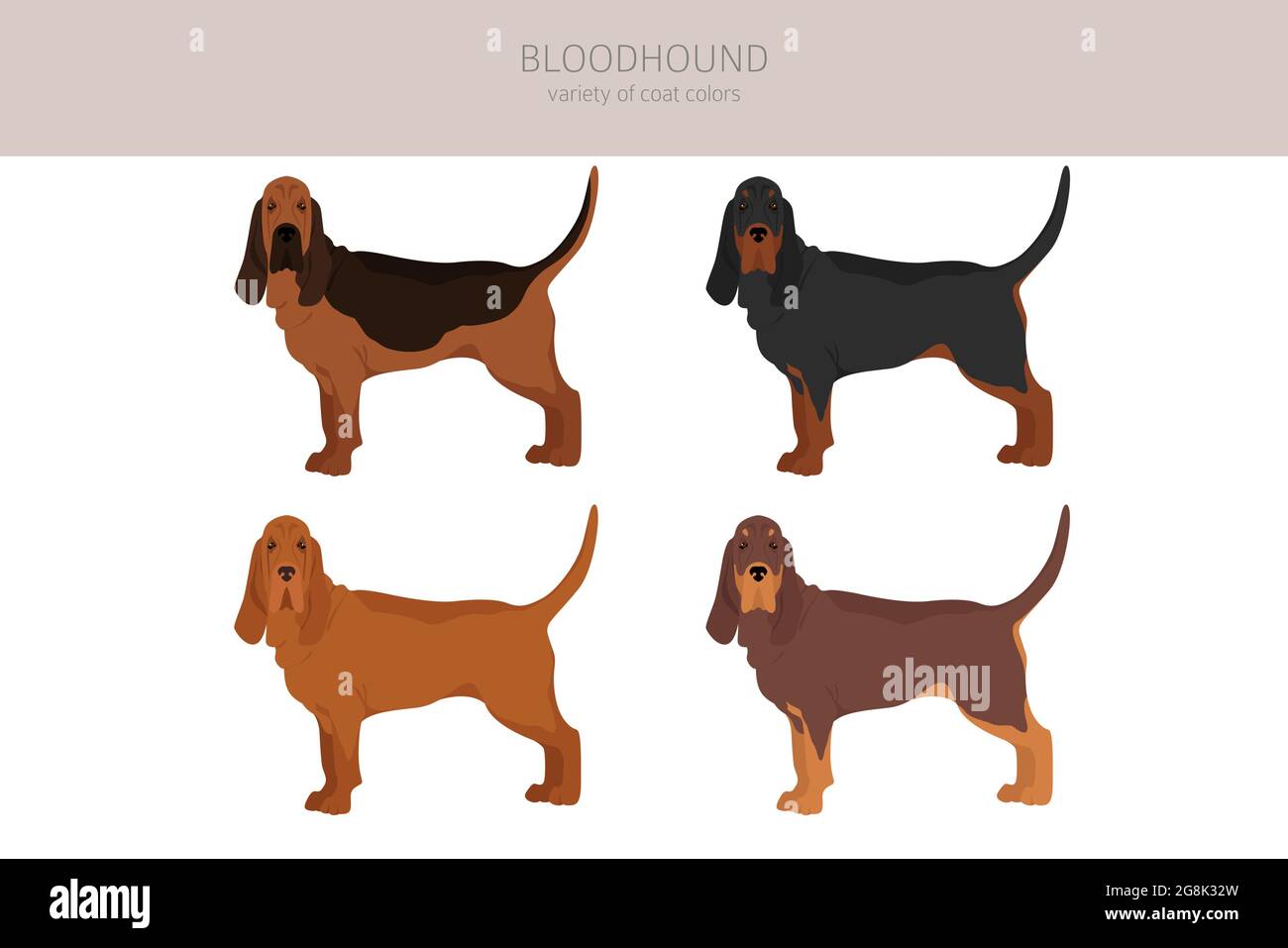 Bloodhound clipart. Different coat colors and poses set. Vector ...