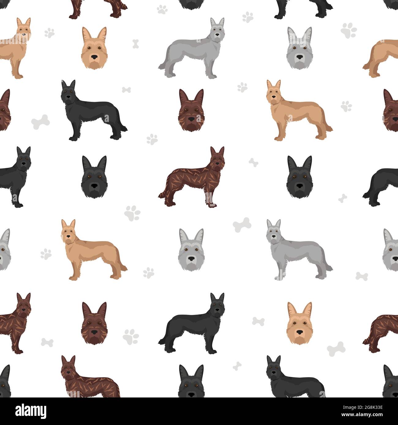 Berger picard vector vectors Stock Vector Images - Alamy