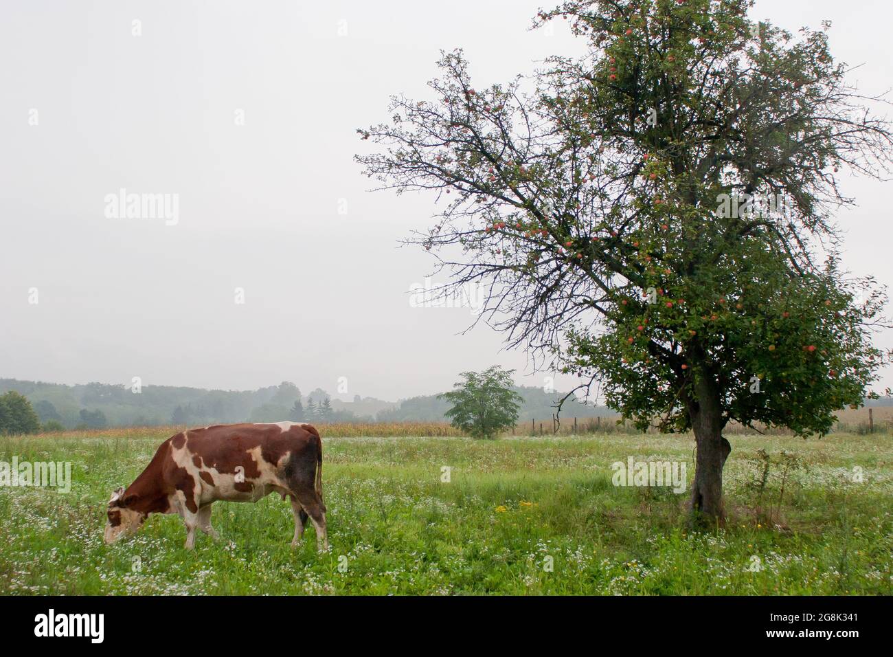 Farm cows rain hi-res stock photography and images - Alamy
