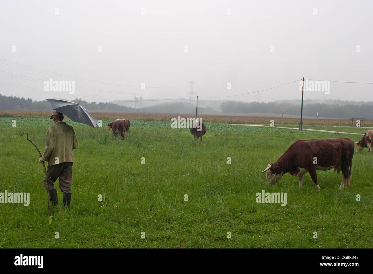 Cows, cattle grazing in the rain in a pasture with a shepherd. Domestic ...