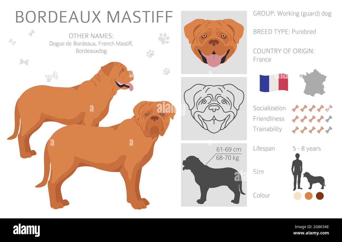 Bordeaux mastiff clipart. Different coat colors and poses set. Vector ...