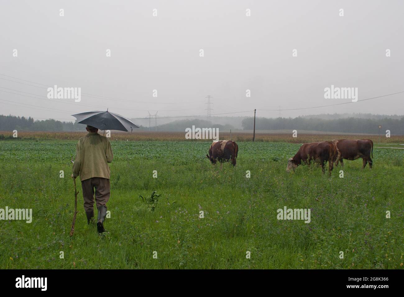 Farm cows rain hi-res stock photography and images - Alamy