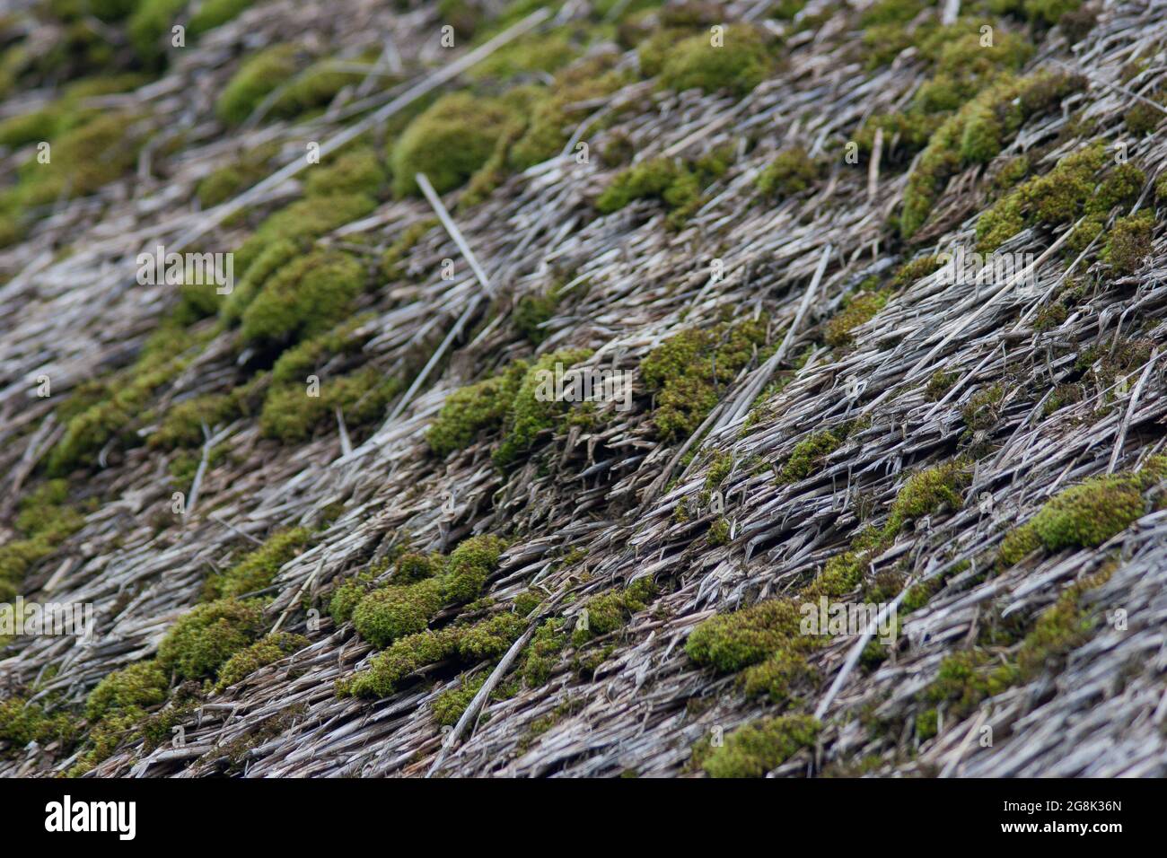 Reed roof hi-res stock photography and images - Alamy