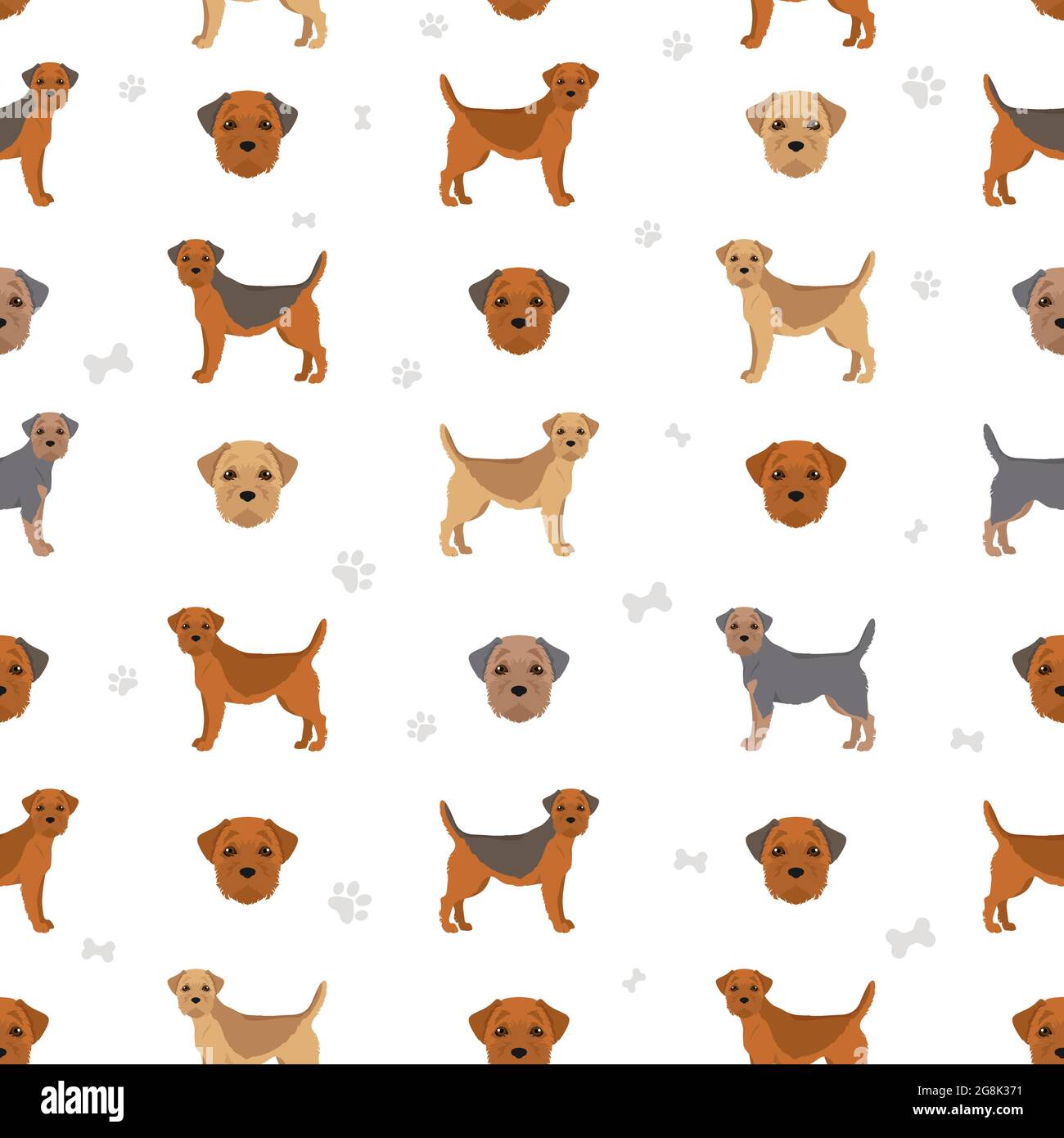 Border terrier seamless pattern. Different coat colors and poses set ...