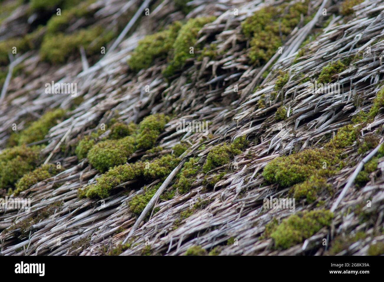 Moss on reed roof of a farmhouse Stock Photo - Alamy